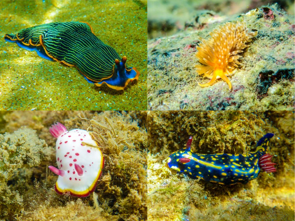 Hydrobiology Scientist Discovers New Sea Slug record for SE QLD ...