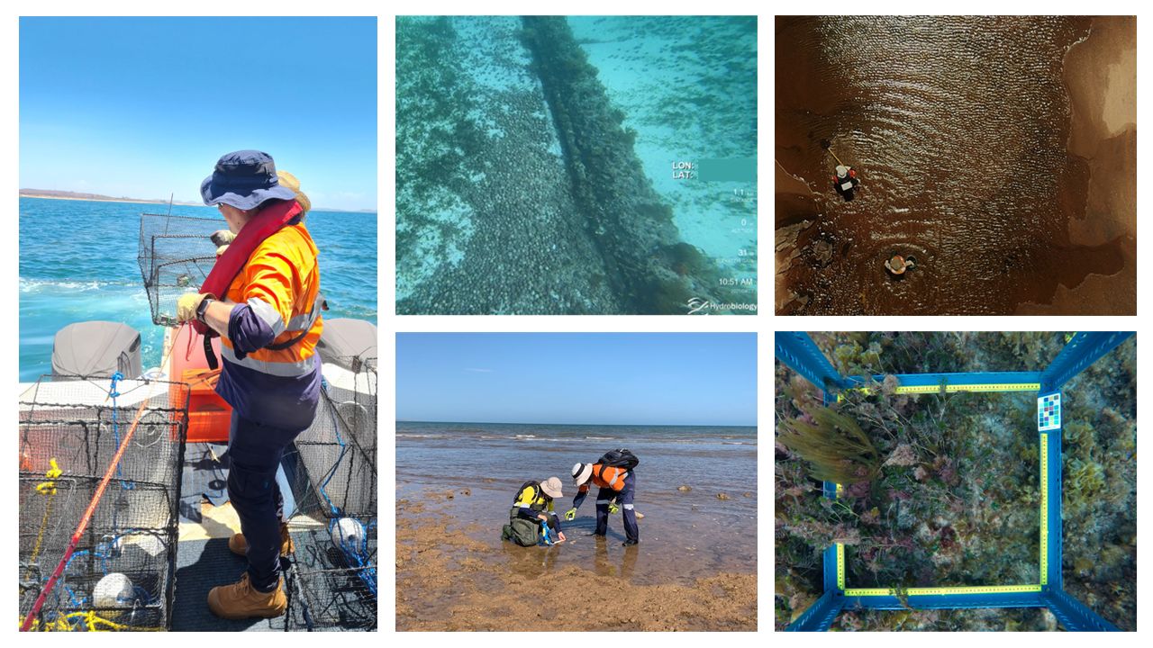 Safeguarding our Marine Ecosystems - Hydrobiology